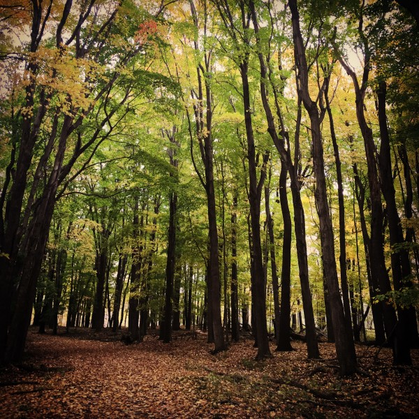 Are Dogs Allowed At Reinstein Woods